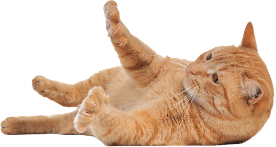cat memes